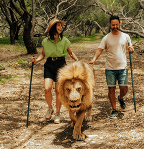 Walk with Lions - Casela