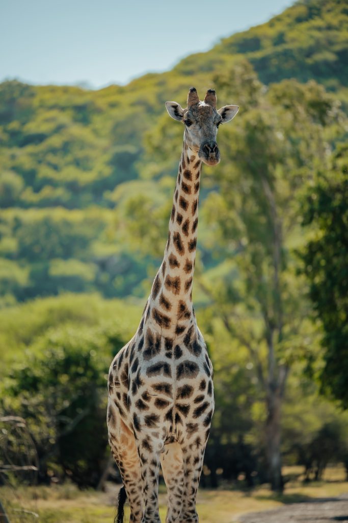 Giraffes Experience - Casela